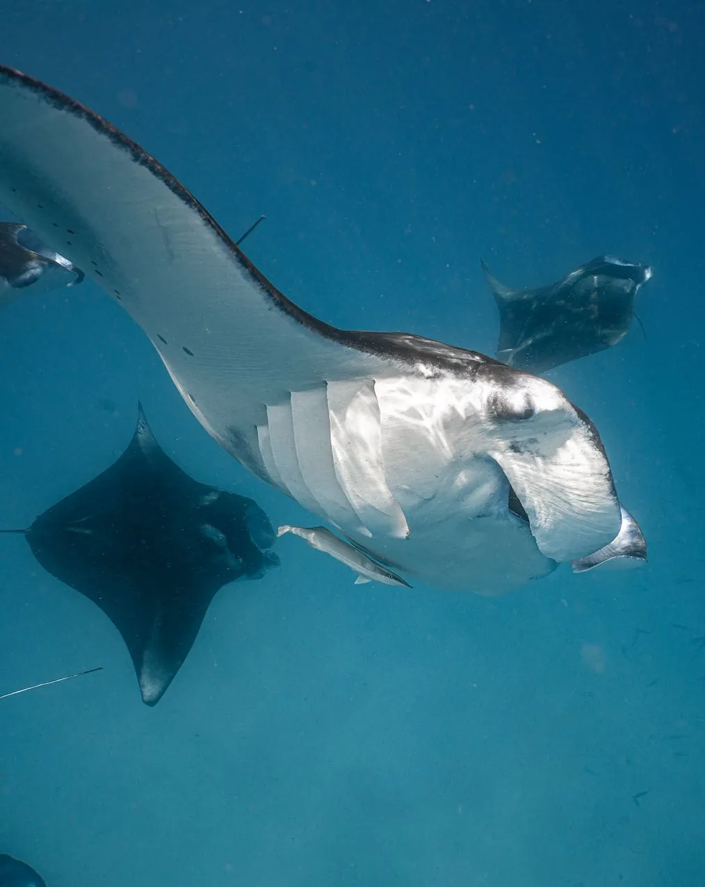 Where to See Manta Rays on the Great Barrier Reef?